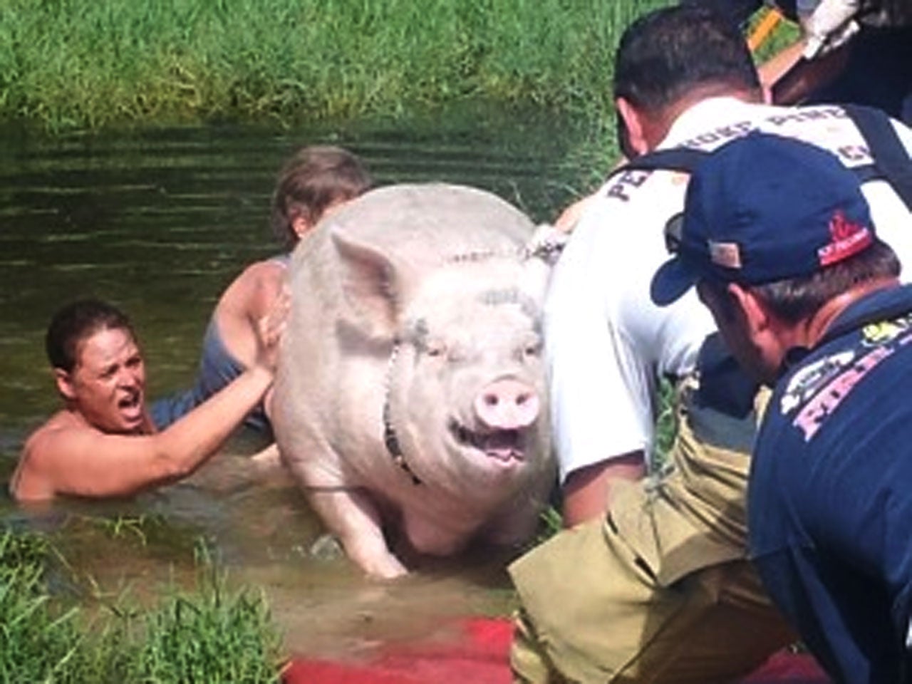 Firefighters rescue 900-pound pig in Fla. - CBS News