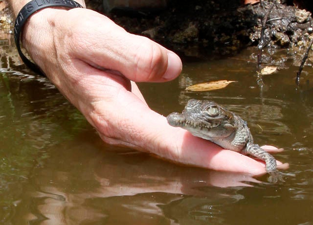 Baby crocodiles hatch at Florida nuclear plant - CBS News