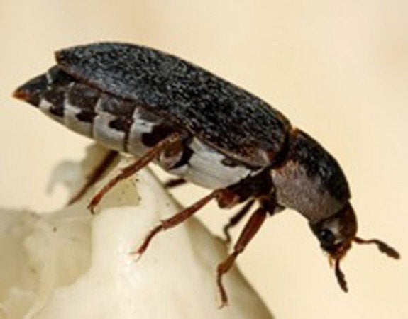 Scent of sex and death attracts young female beetles - CBS News