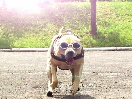 Extreme sports and cute come together in the form of this "super dog ...