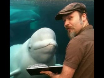 Beluga whale seems to have a taste for the arts - CBS News