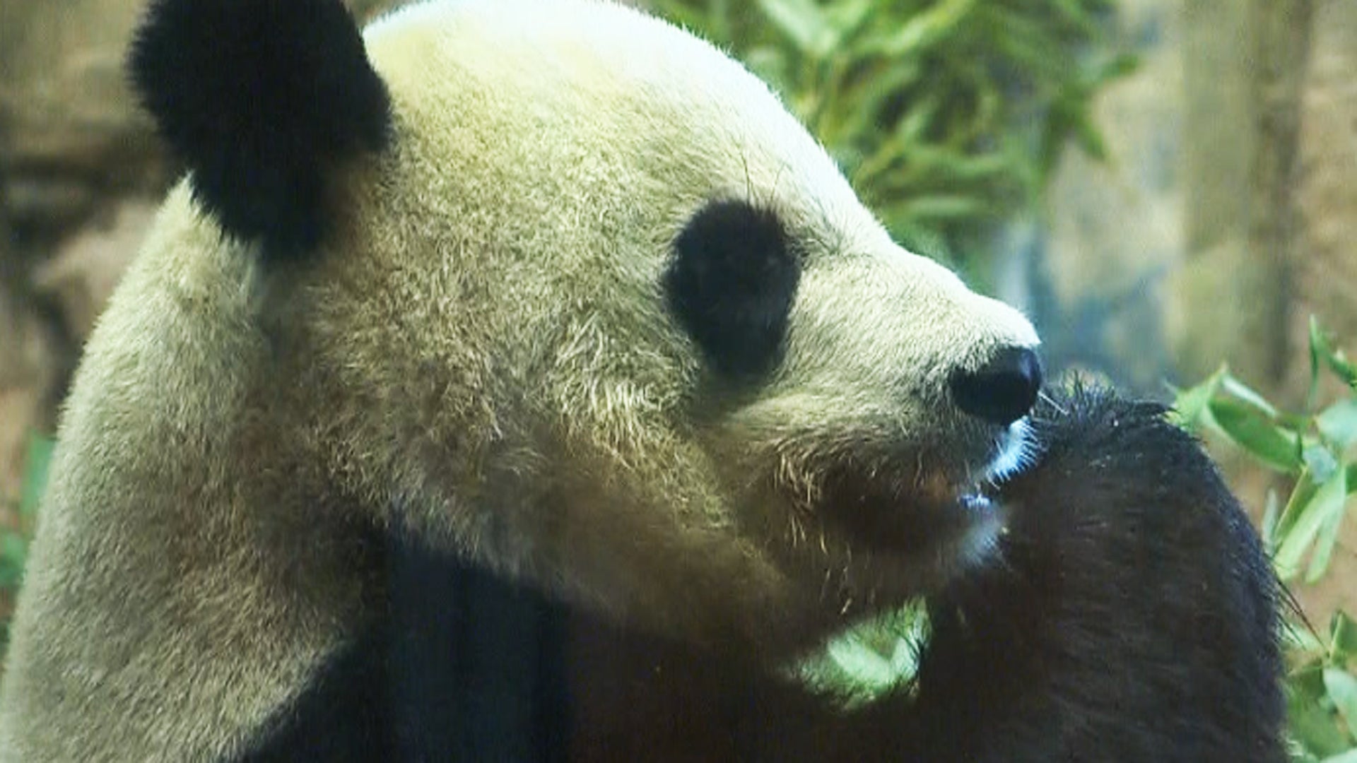 Panda pregnancy at National Zoo in Washington? - CBS News