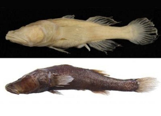 Eyeless fish, oceans apart, turn out to be cousins - CBS News