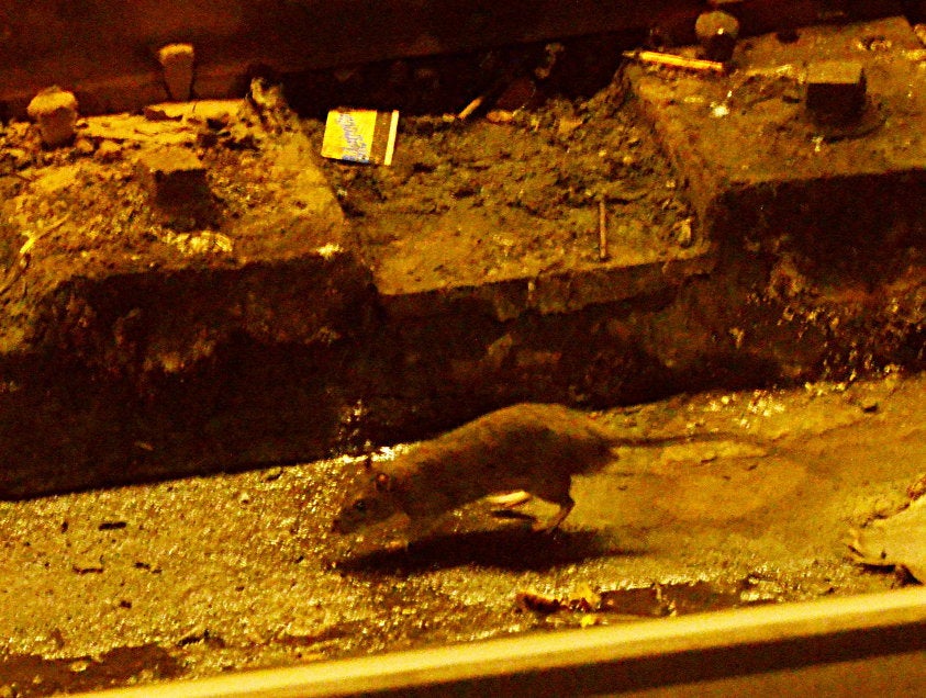 Sandy may drive subway rats onto NYC streets - CBS News