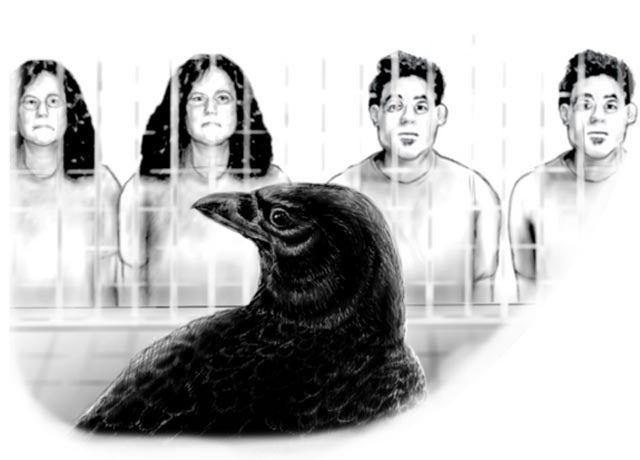 Crows hold grudges in humanlike fashion - CBS News