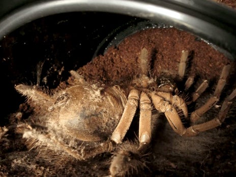 Watch a fascinating time-lapse video of a tarantula molting (unless you ...