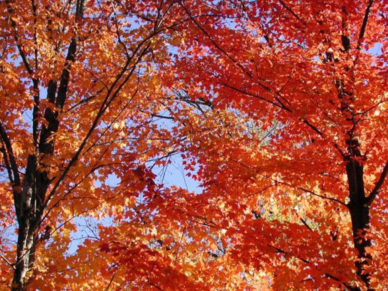 Expect spotty Fall colors around U.S. - CBS News