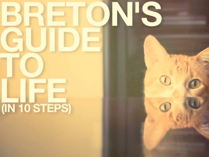 Guide to living a better life from a cat named Breton - CBS News