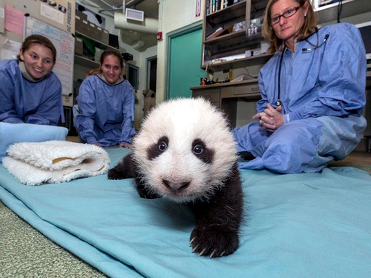 Watch: Panda cub takes first awkward steps - CBS News