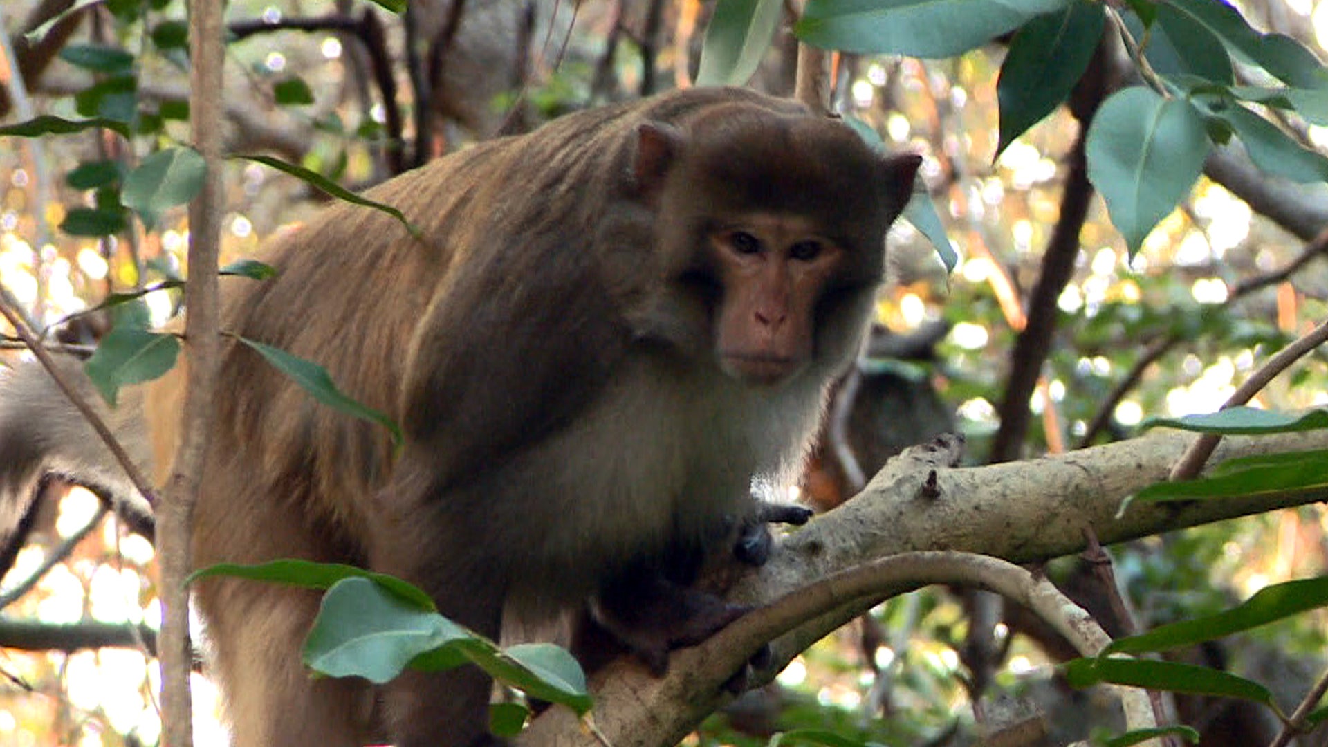 Monkeys recognize and shun selfish others - CBS News