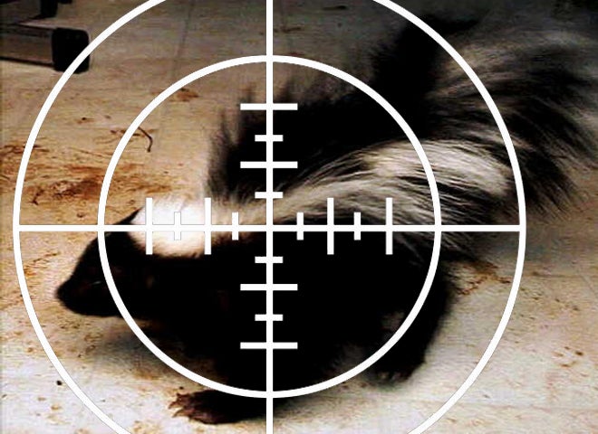 Pa. girl in costume mistaken for skunk, shot - CBS News