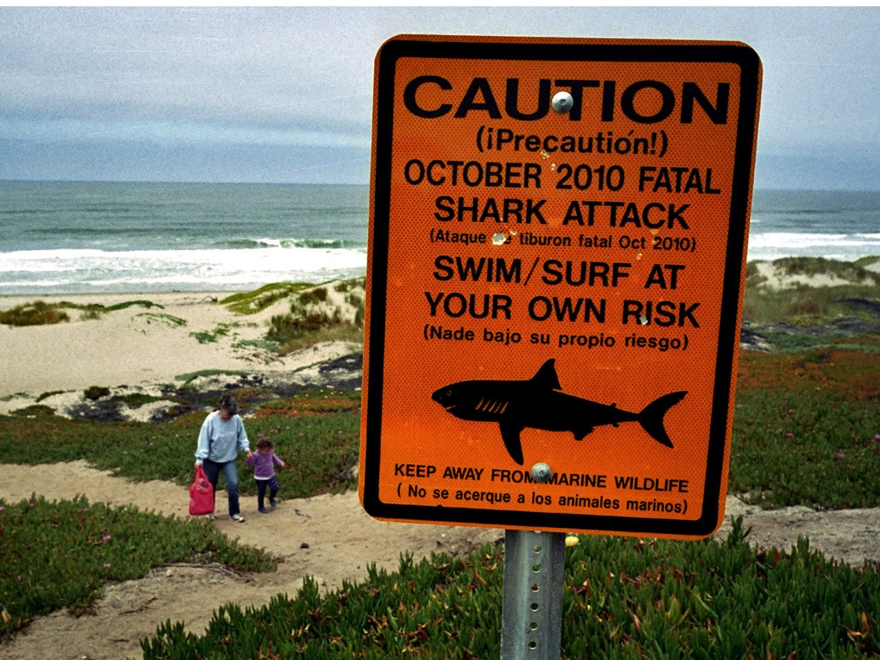 Experts: U.S. shark attacks reach decade high - CBS News