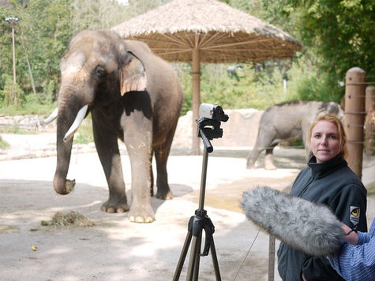 Elephant can speak Korean out loud - CBS News