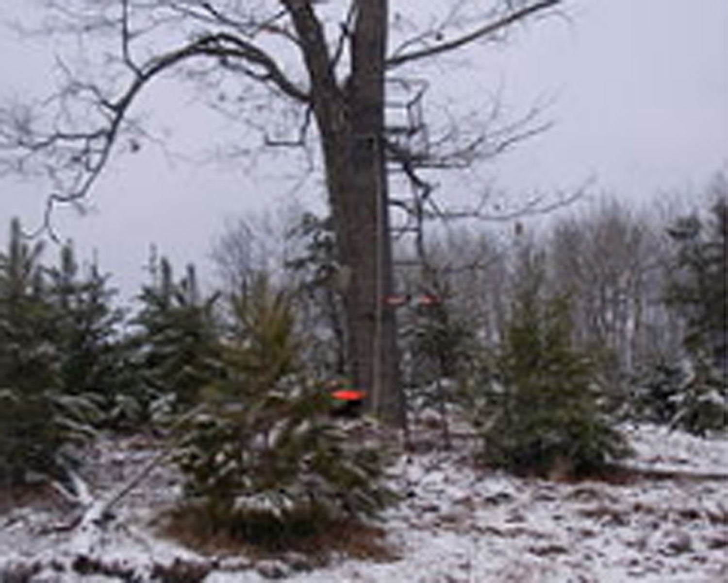 Pa. hunter dangling from tree rescued after calling 911 - CBS News