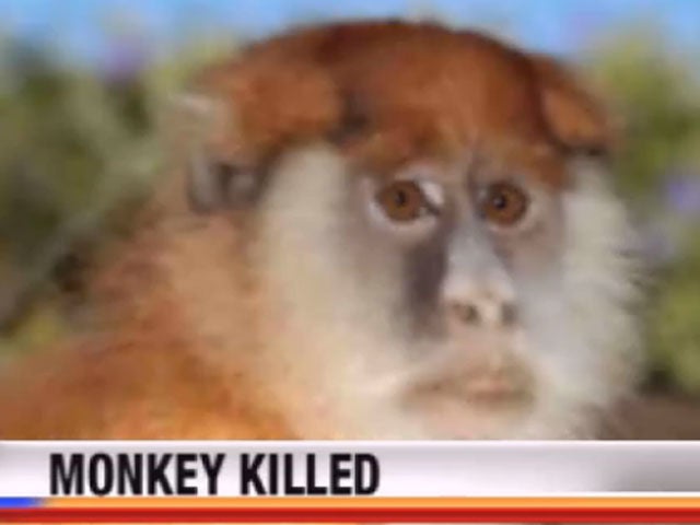 Monkey at zoo in Idaho killed with blunt force trauma, police seek ...