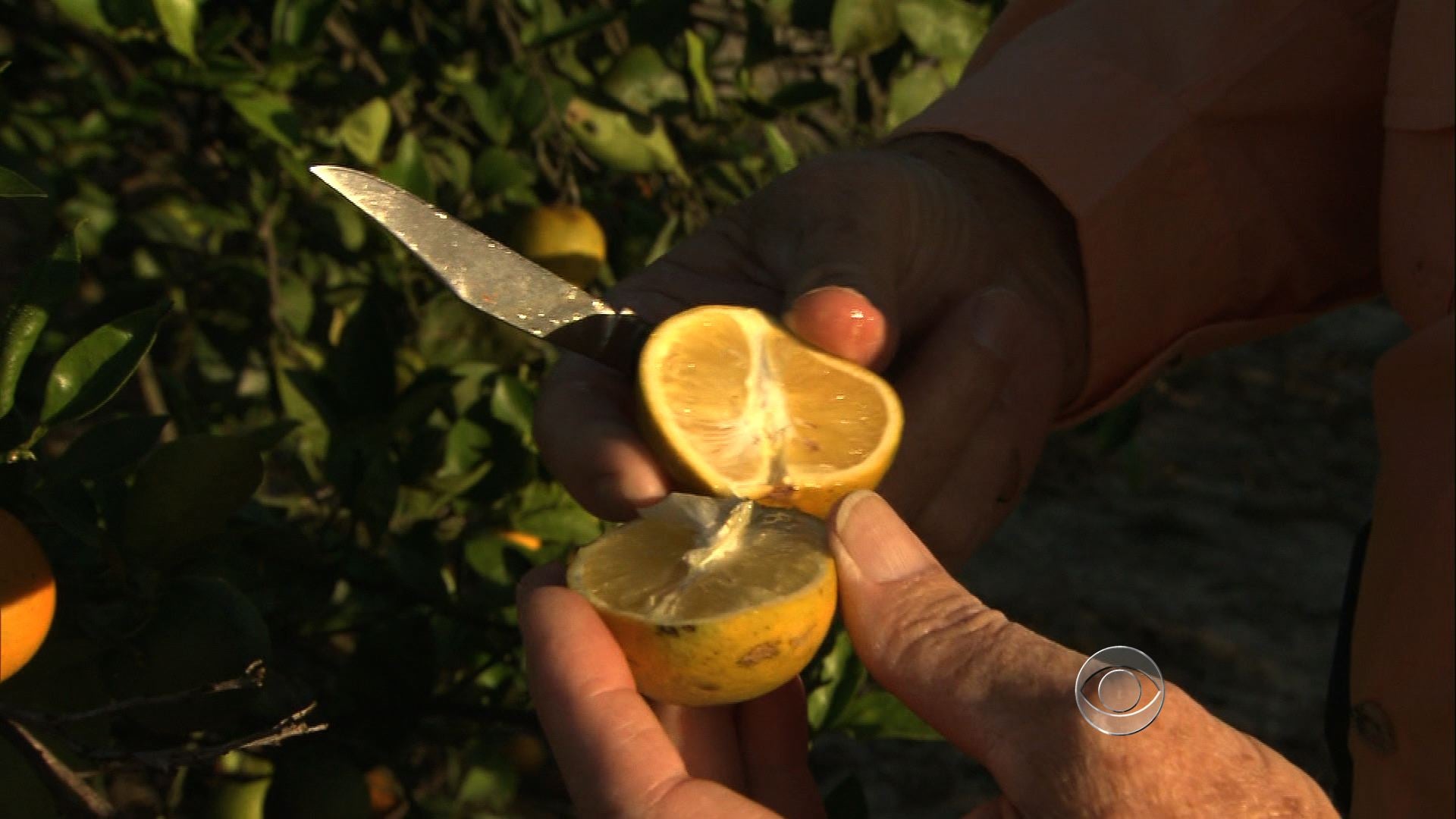 Incurable bacteria citrus greening destroying Florida's citrus industry ...