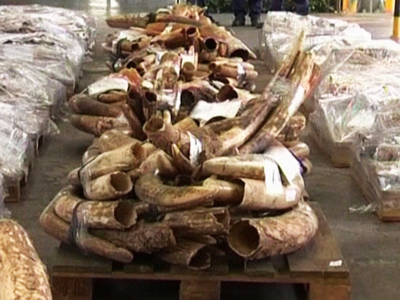 Wealthy Chinese drive illegal ivory trade boom - CBS News