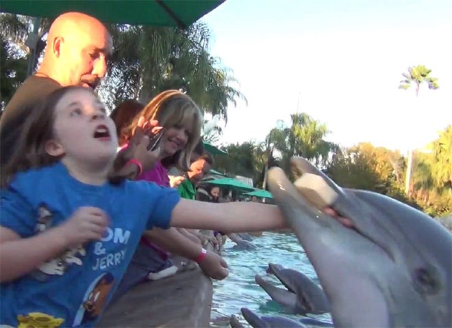 Girl bitten while feeding dolphin at SeaWorld - CBS News
