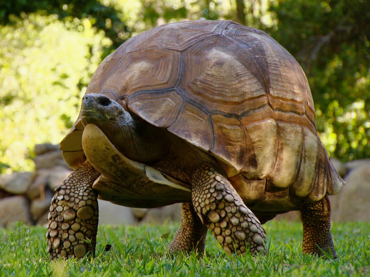 The race to save the tortoise - CBS News