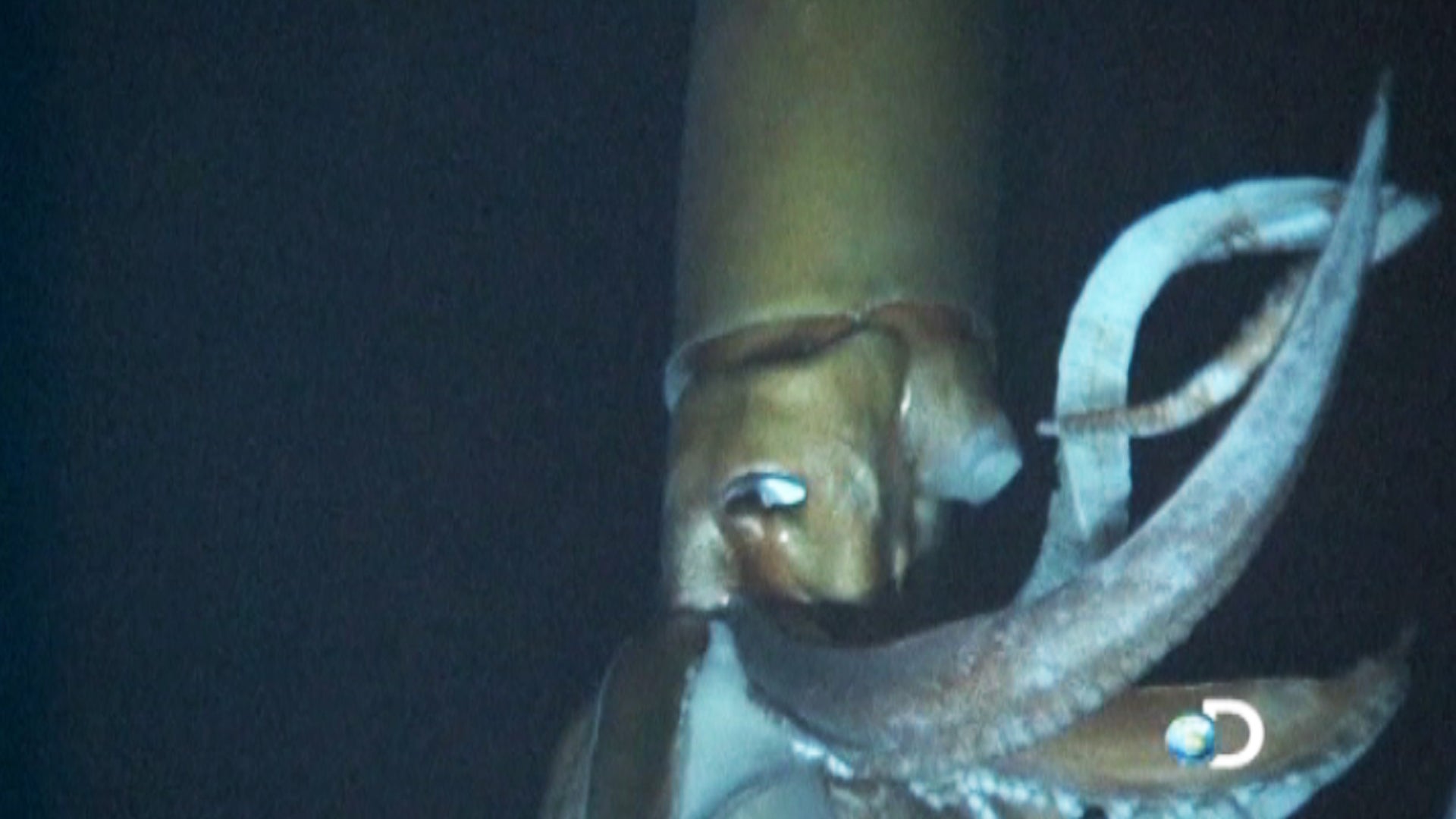 The technology behind those amazing giant squid images - CBS News
