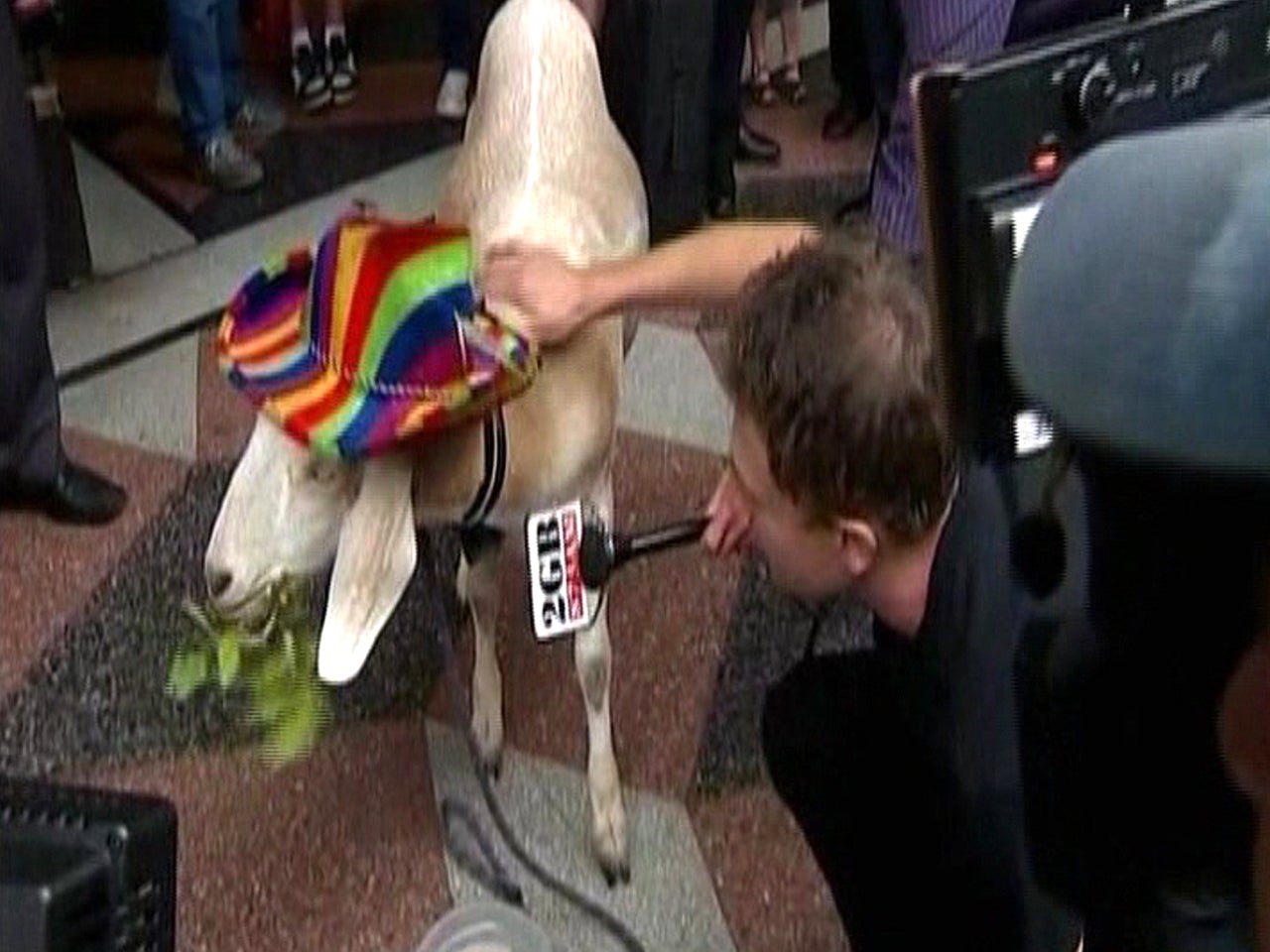Gary the goat exonerated in Australia vandalism trial after getting ...