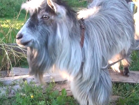 A "beatboxing goat" to say the weekend has arrived - CBS News