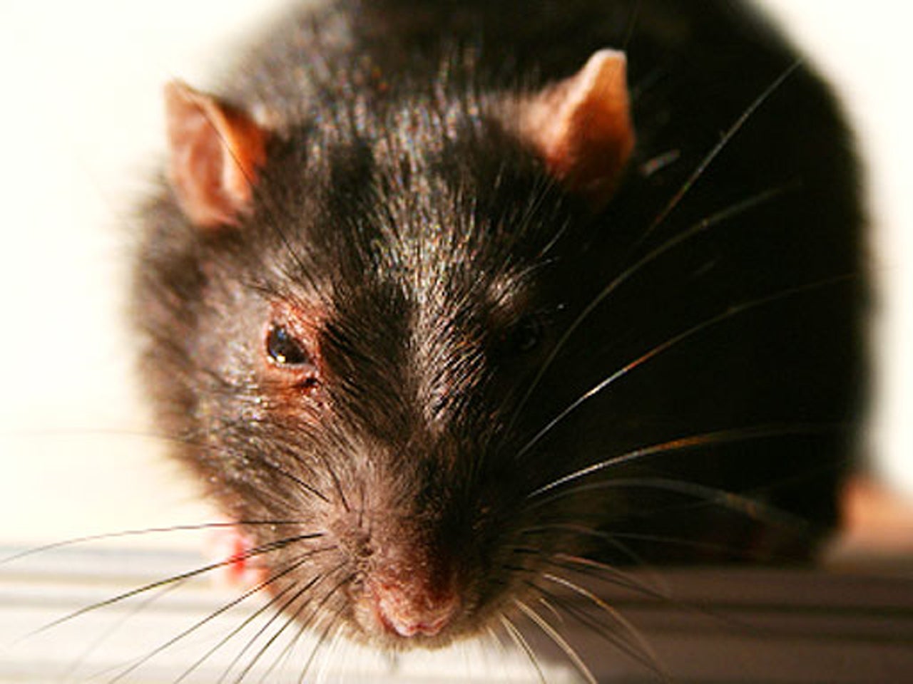 Rat tales abound in NYC after Superstorm Sandy - CBS News