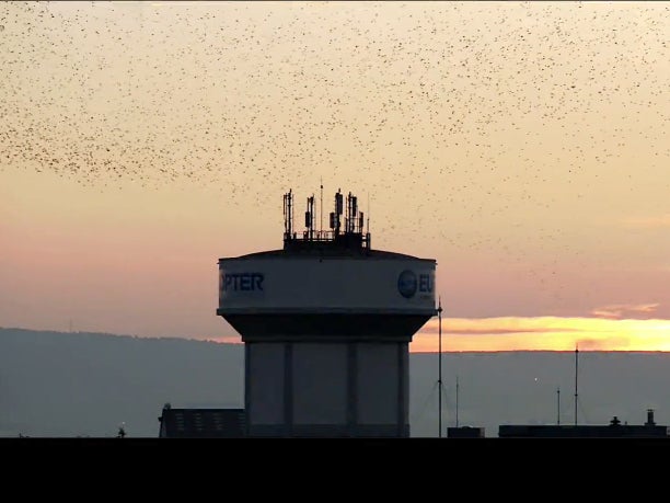 Breath-taking video shows bird phenomena of "murmuration" - CBS News