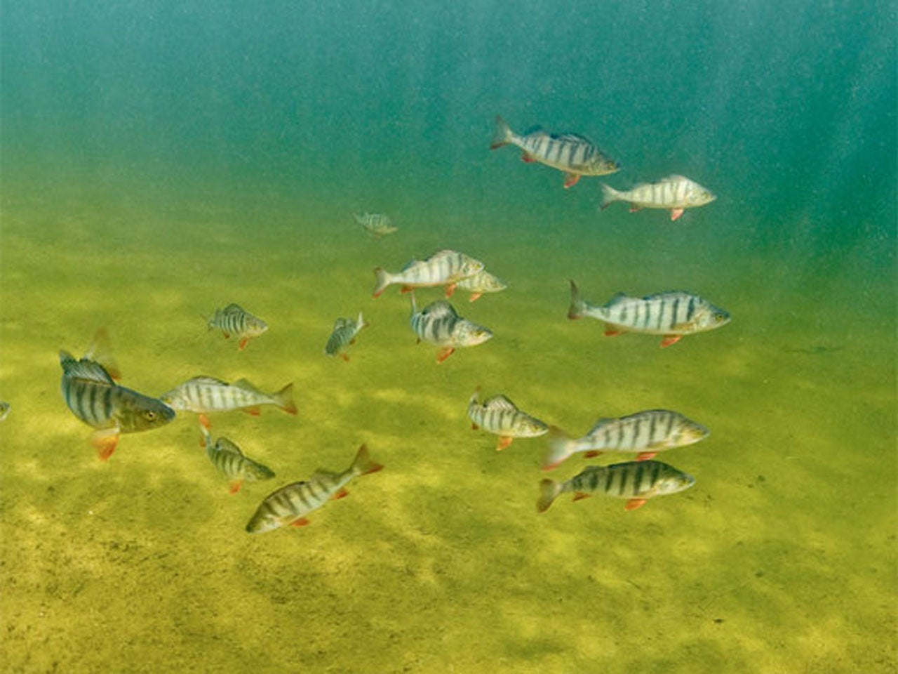 Anti-anxiety drugs leaked into rivers make fish antisocial - CBS News