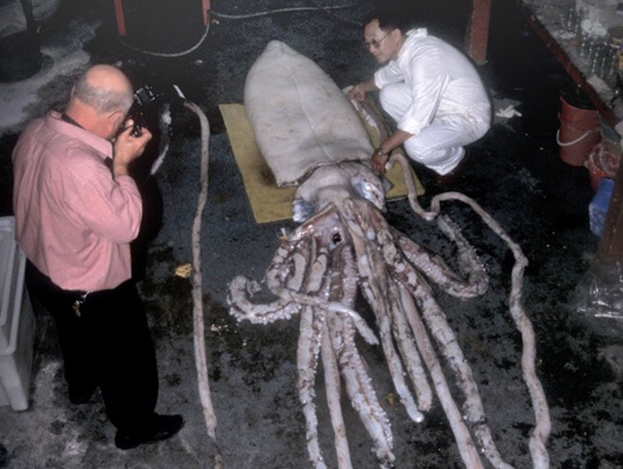 Giant squid all one big, happy family - CBS News