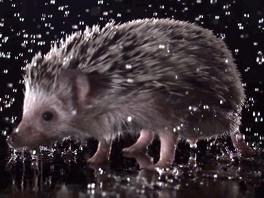 Watch wet animals shaking in super slow-motion - CBS News