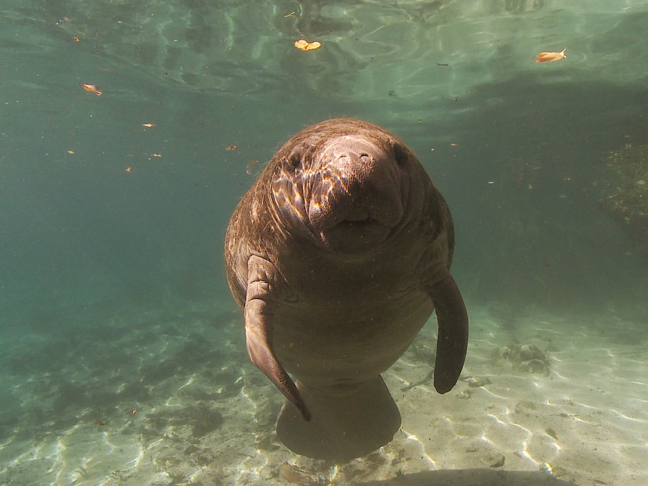 Rescuing manatees from Florida's red tide - CBS News