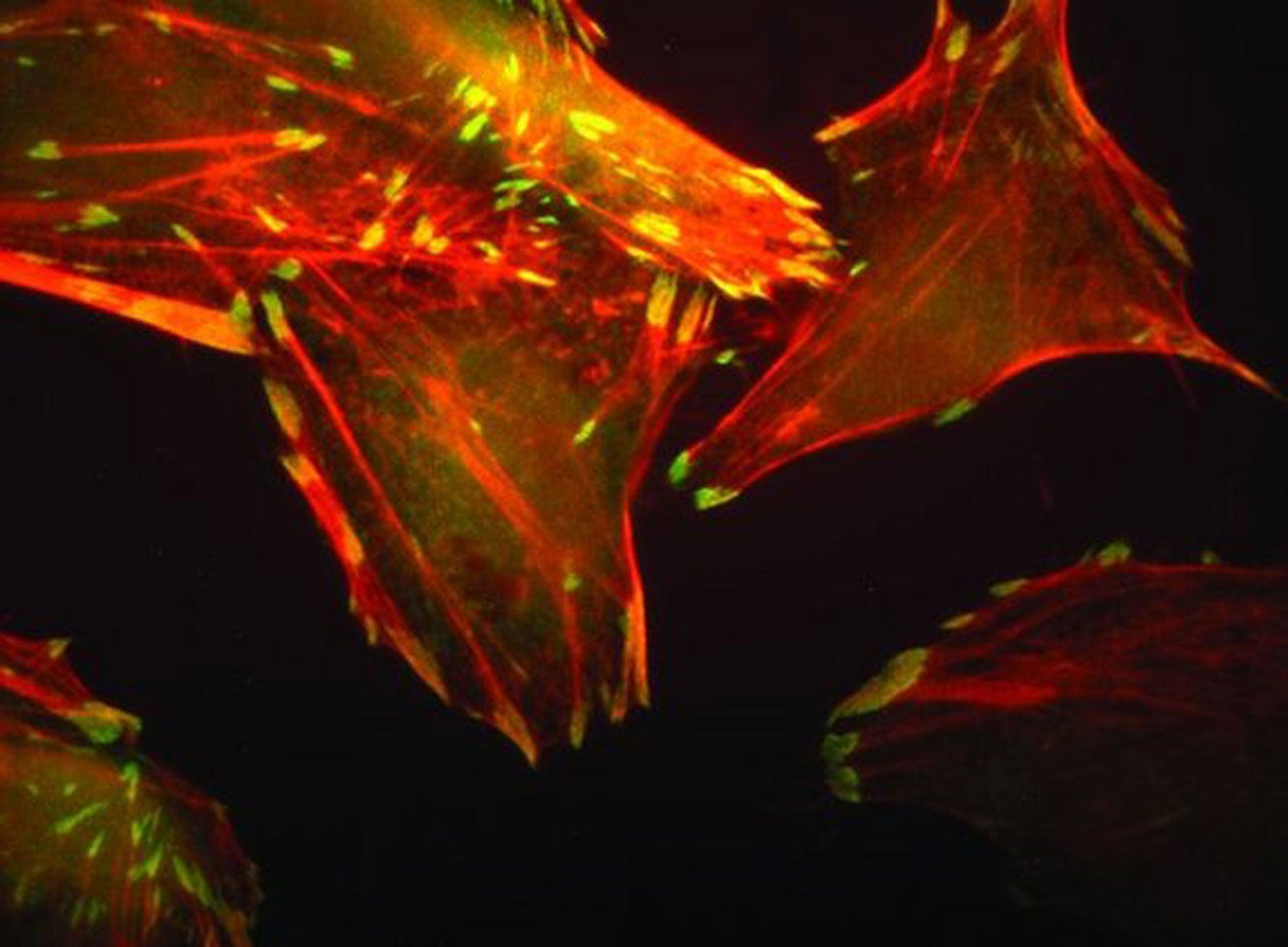 This is what human cells look like in space - CBS News