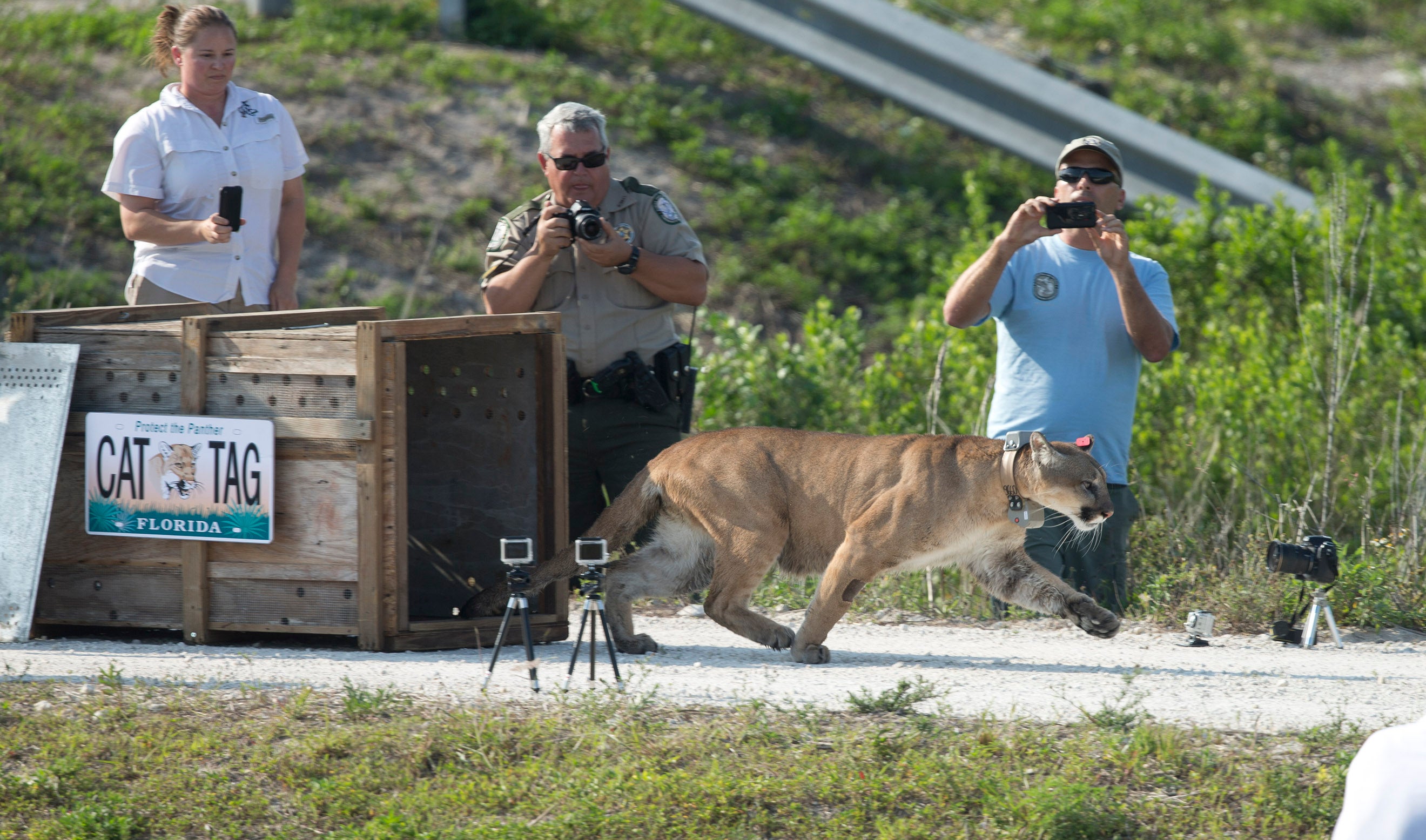 "Picture perfect": Rare Florida panther released back into the wild ...