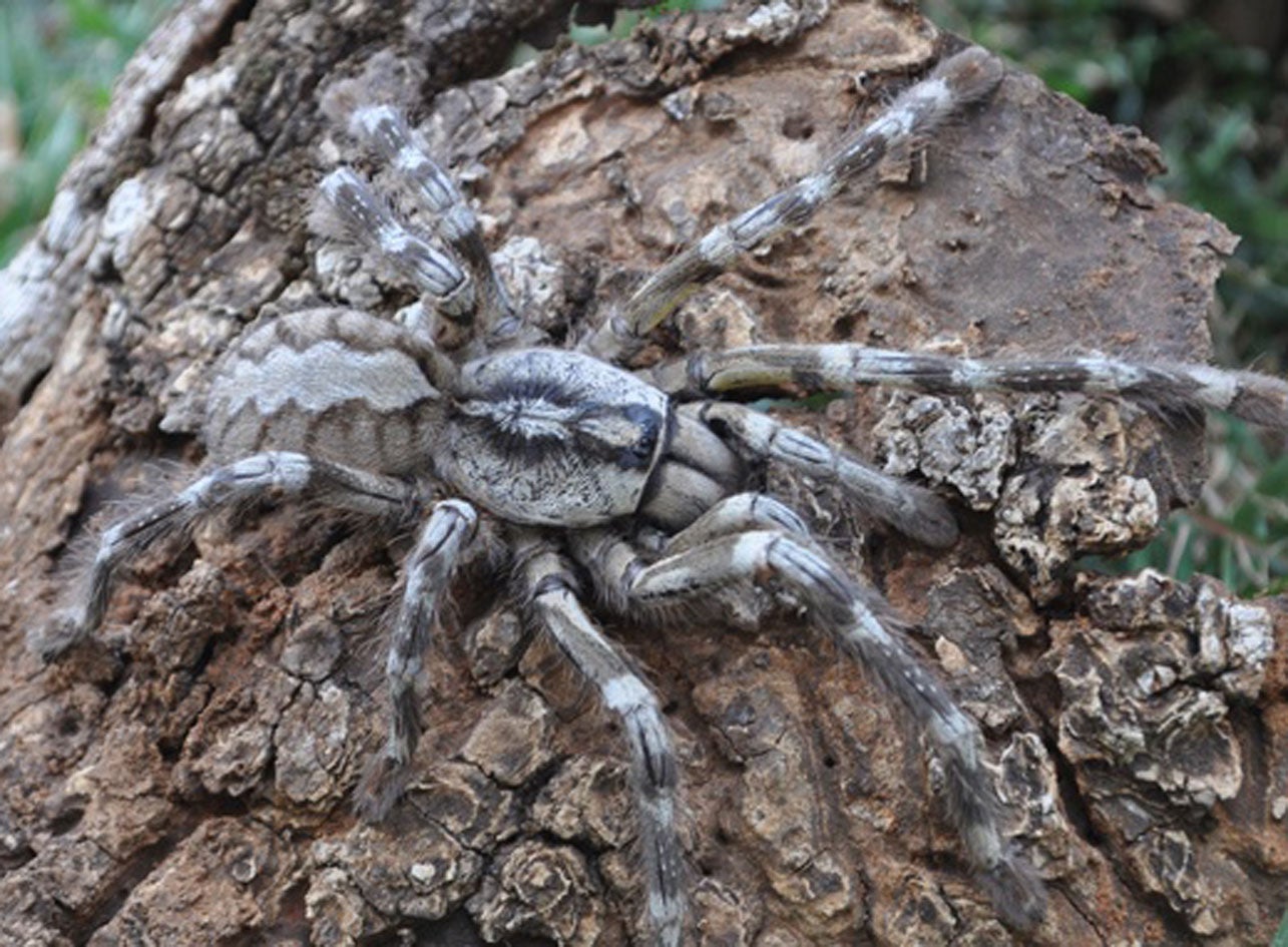 Meet the tarantula as big as your face - CBS News