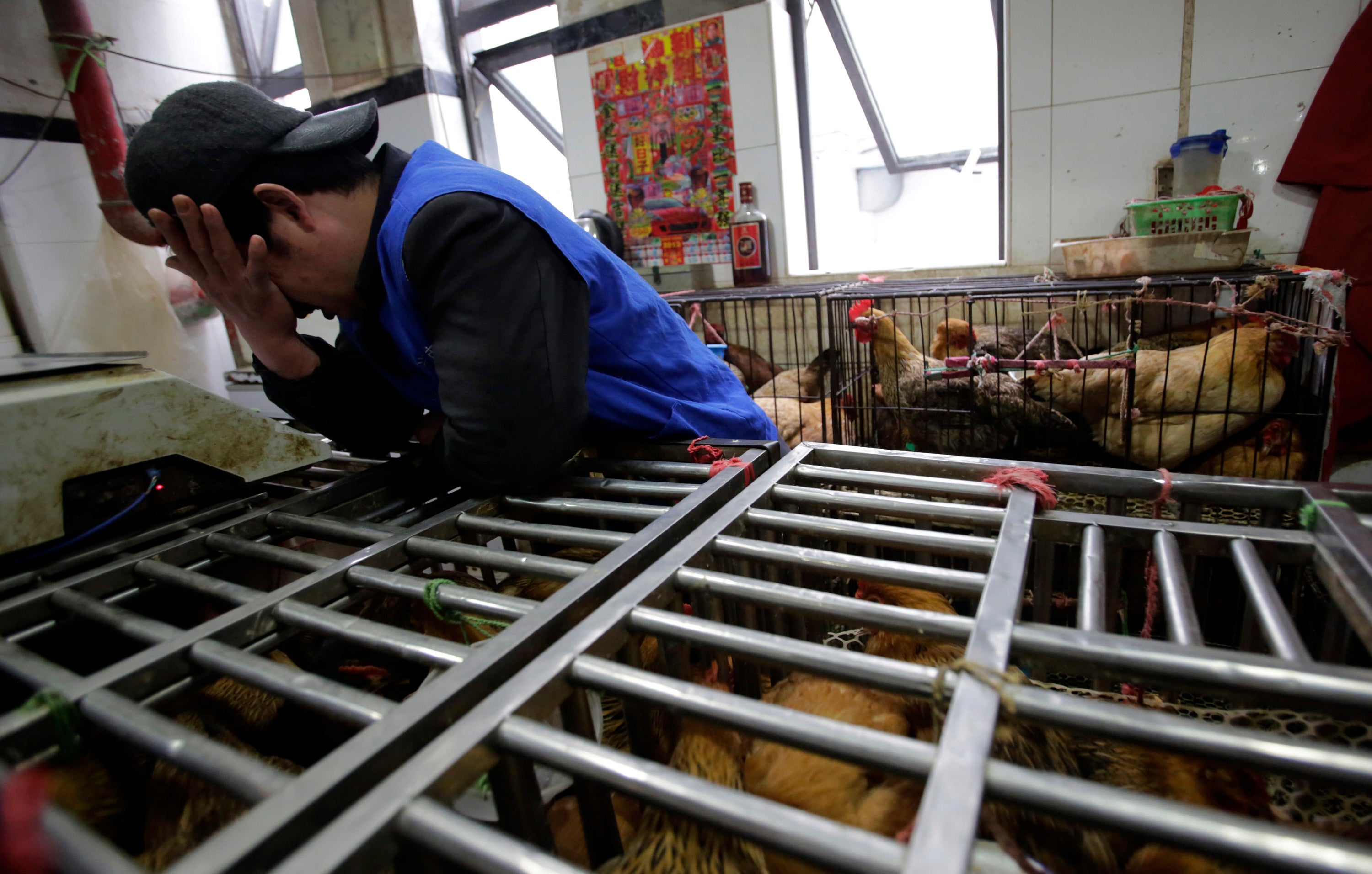 China praised for transparency during bird flu outbreak - CBS News