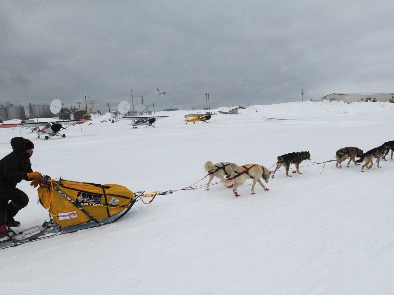 PETA apologizes to Iditarod musher after dog death - CBS News