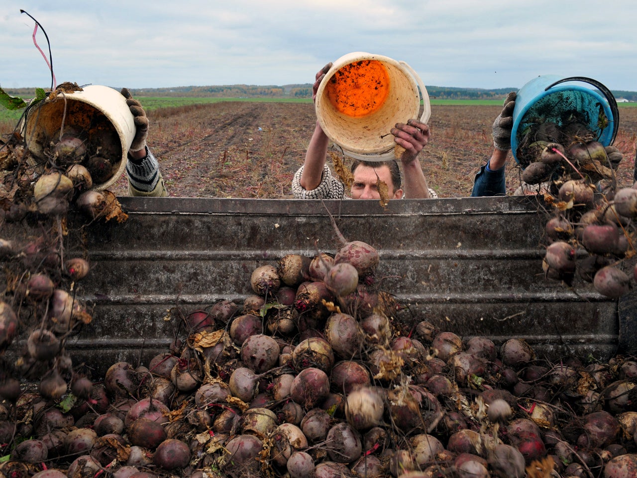 Daily dose of beet juice may help people with high blood pressure - CBS ...