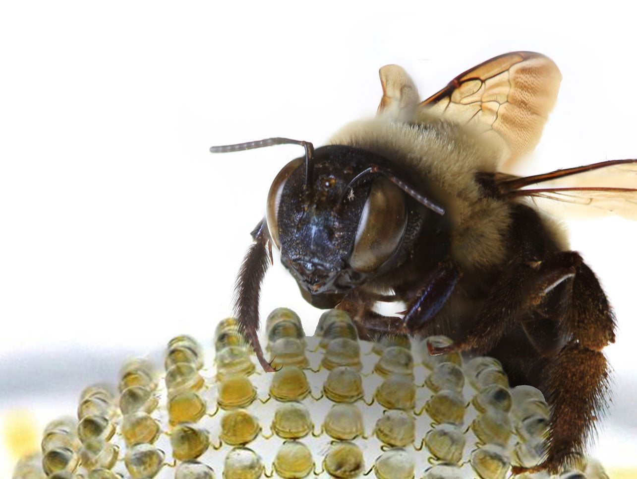 A bug's view: Digital camera lens inspired by insects - CBS News