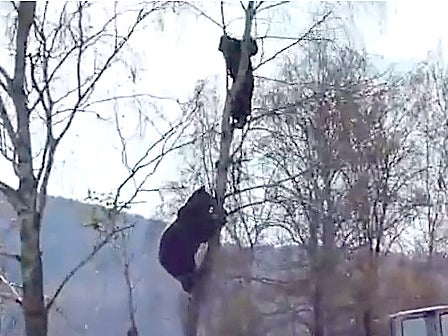 Bear chasing man up a tree is totally surreal to see - CBS News
