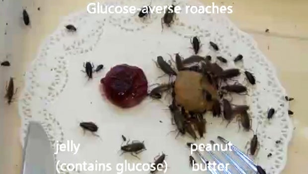 Cockroaches evolved to avoid sweetened poison - CBS News