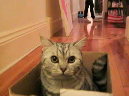 "Cat Boarding" is short, cute and bizarre fun - CBS News