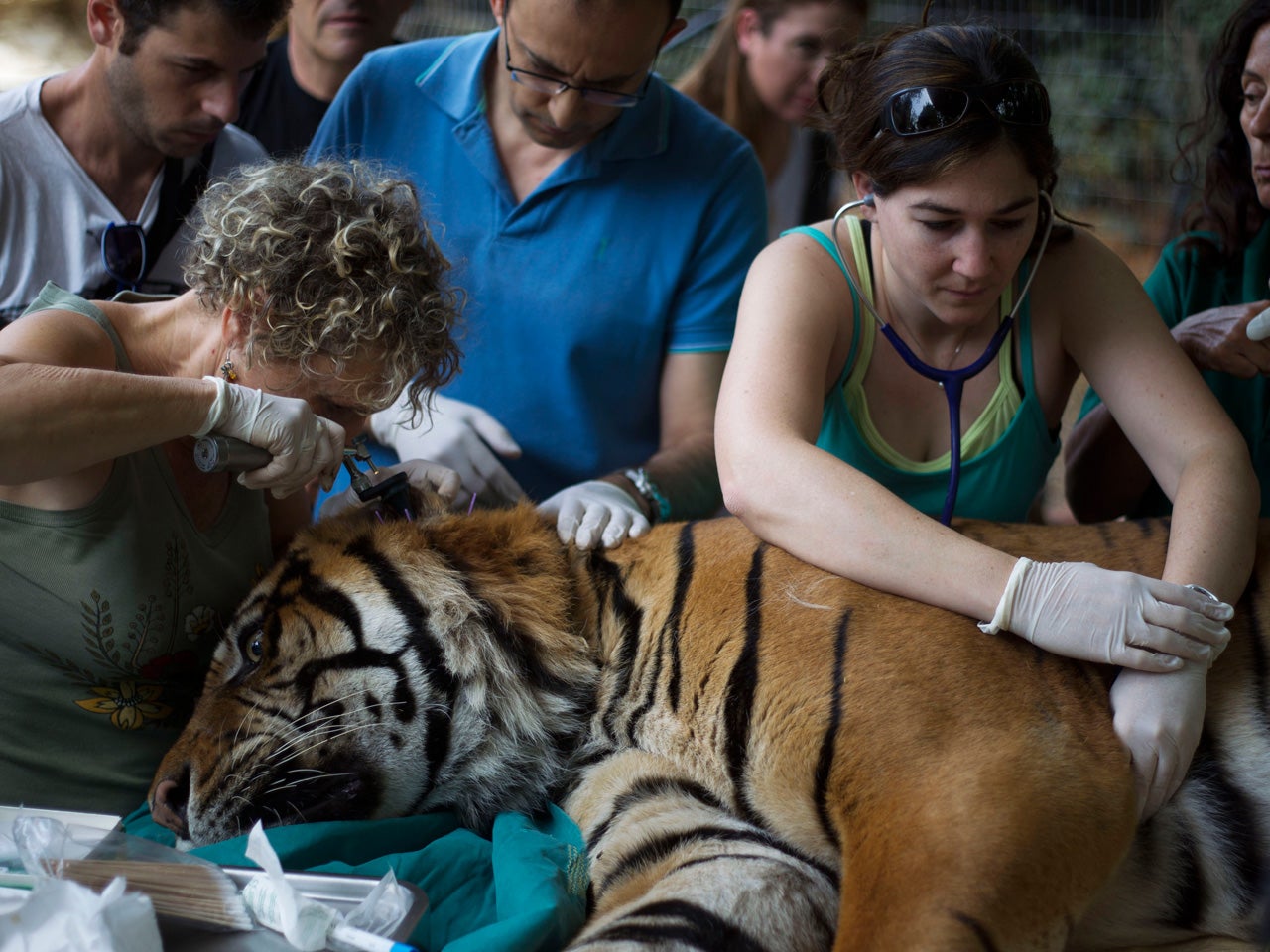 Israeli tiger undergoes acupuncture for chronic ear infection - CBS News