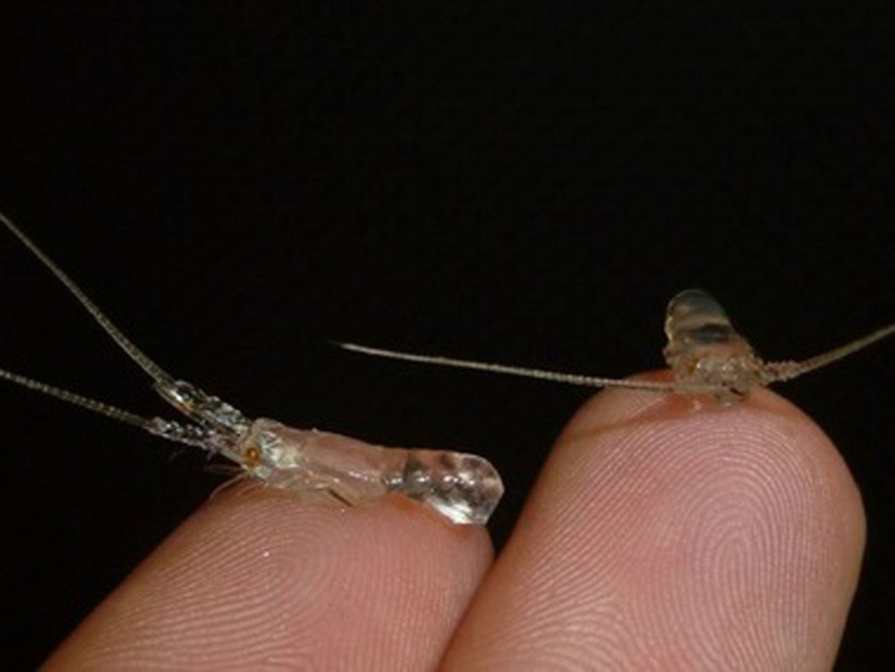 Tiny, transparent lobsters stick close to home - CBS News