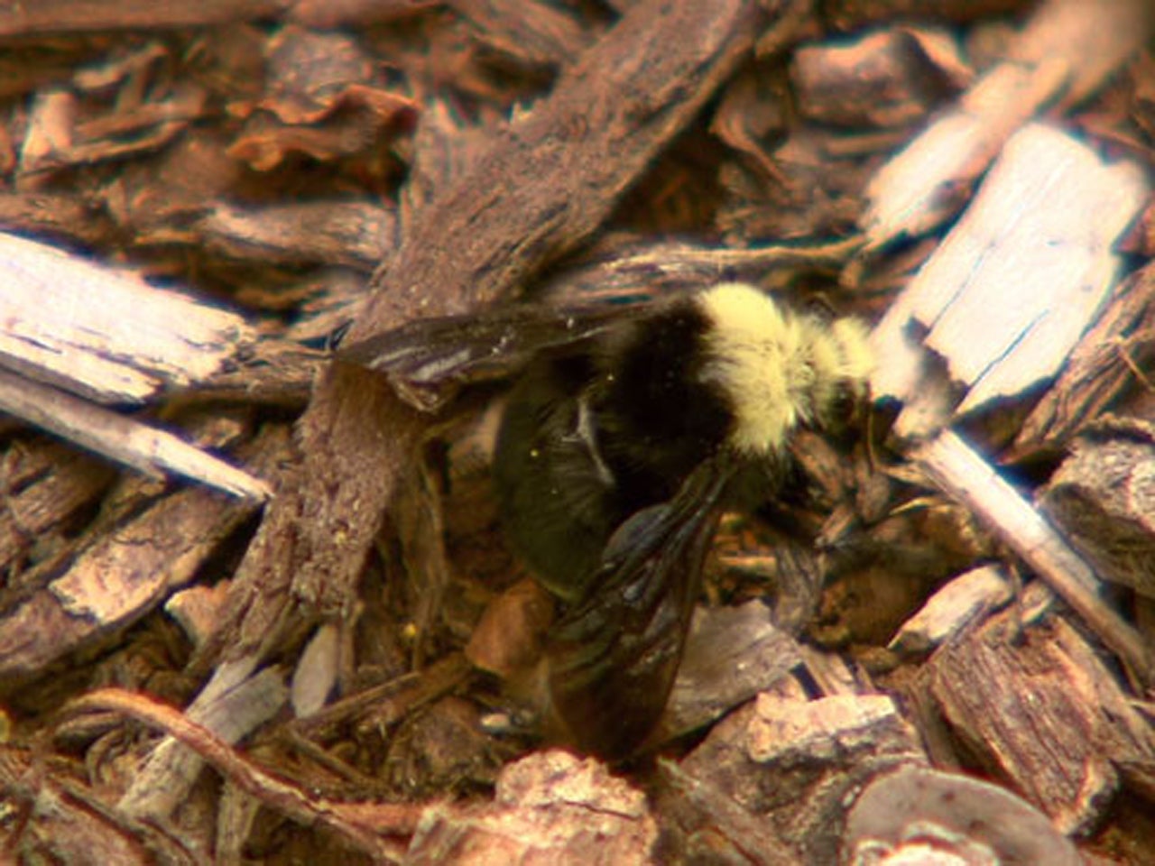 Massive bee die-off in Oregon city prompts investigation from wildlife ...