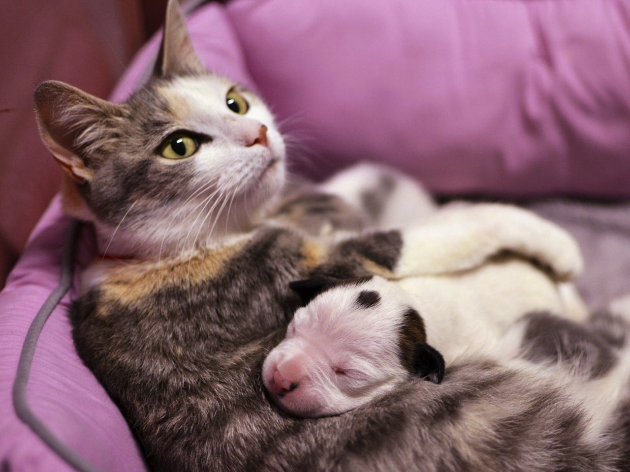 Cleveland cat raises week-old pit bull - CBS News