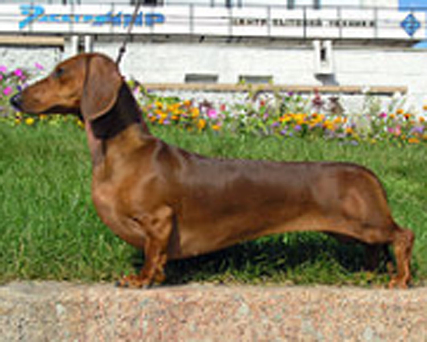 We Have a Wiener: 200 lb. statue of wiener dog (aka dachsund) stolen ...