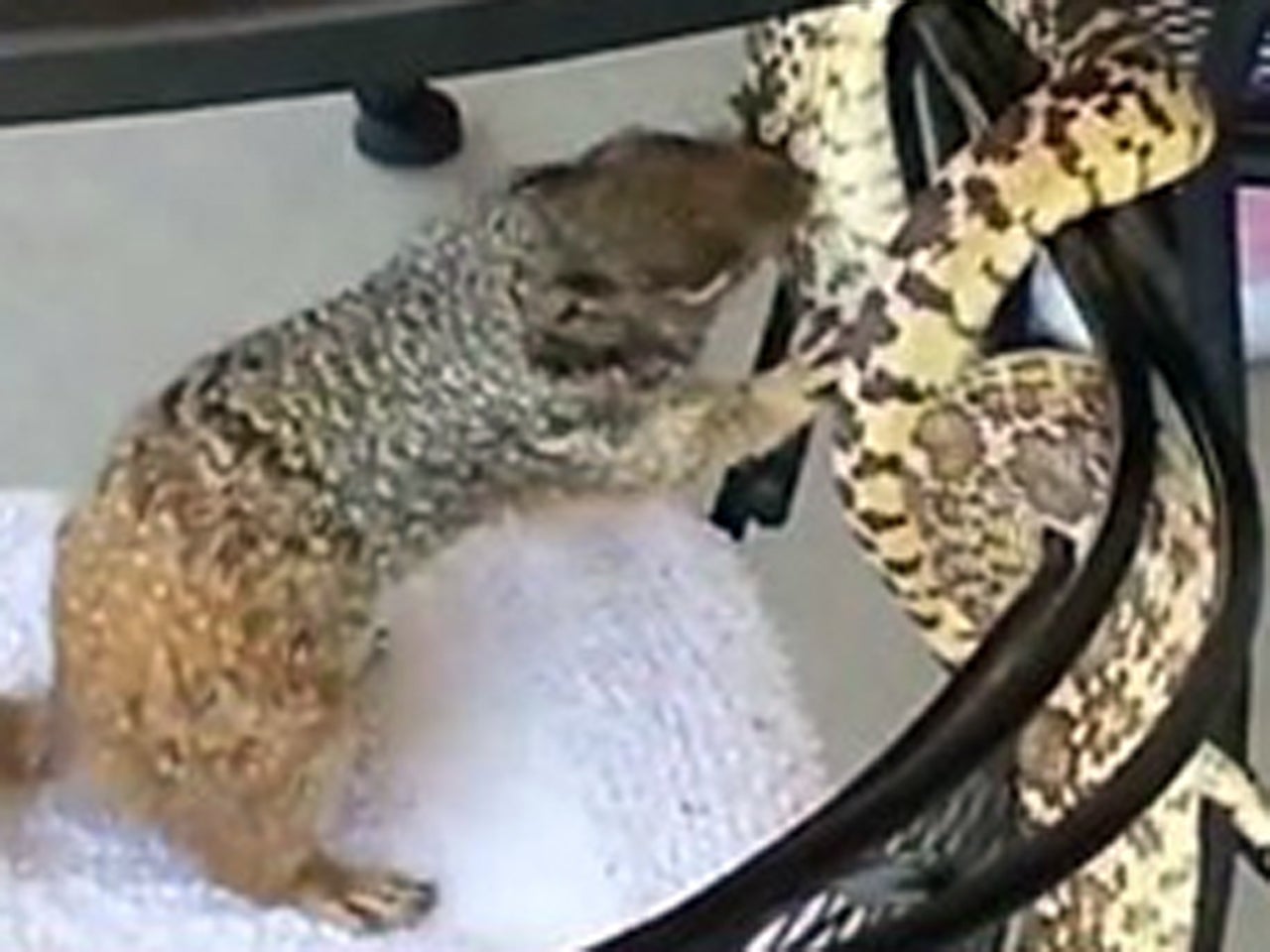 Ariz. squirrel gives snake a beating in backyard brawl - CBS News