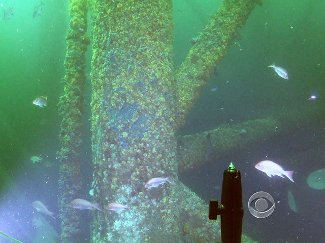 Unused oil rig becomes underwater Garden of Eden - CBS News