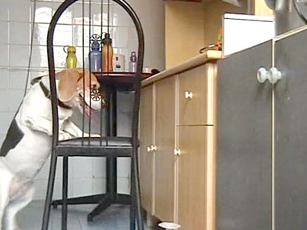 Clever pooch steals food and dog shows off tricks - CBS News